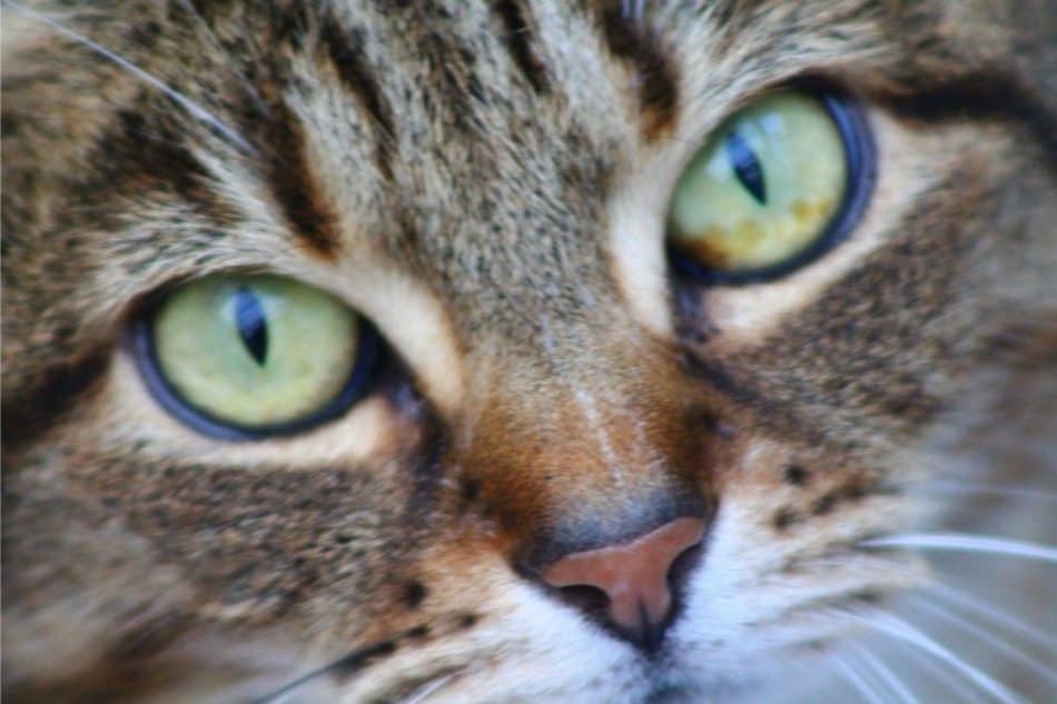 What Are My Cat’s Eyes Telling Me? – Great Cat Info
