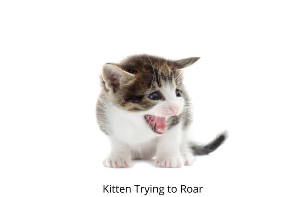 Vocal Communication With Your Cat (What I discovered) – Great Cat Info
