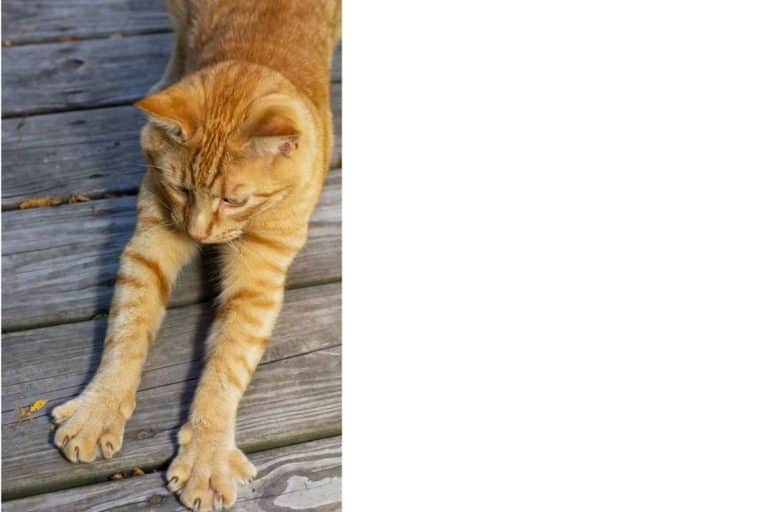 What is a Cat Dewclaw? – Great Cat Info