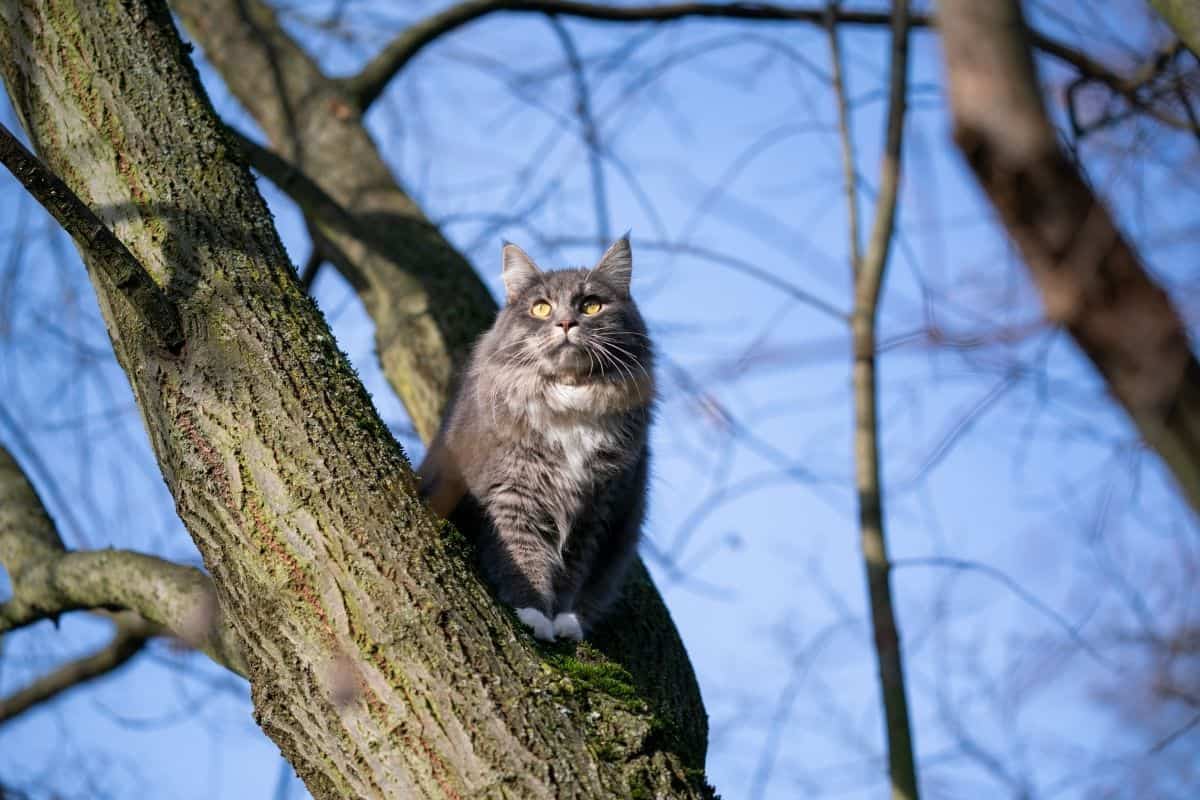 What Are Cat Natural Instincts? – Great Cat Info