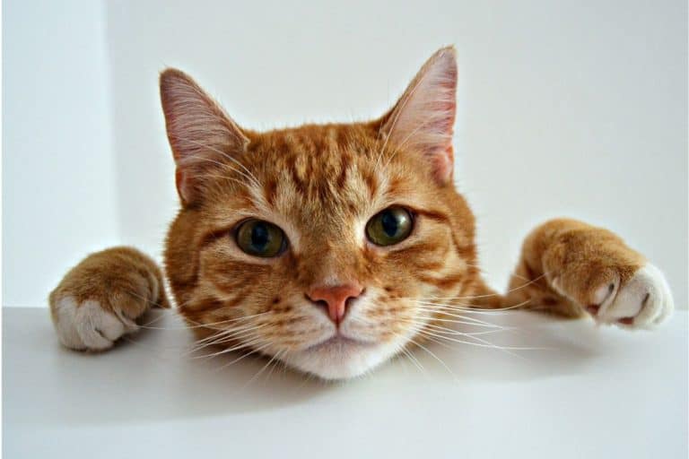 Is My Cat Like a Tiger? – Great Cat Info
