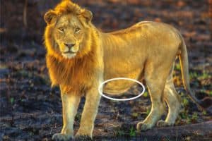 Why Does My Cat Have a Floppy Belly? – Great Cat Info