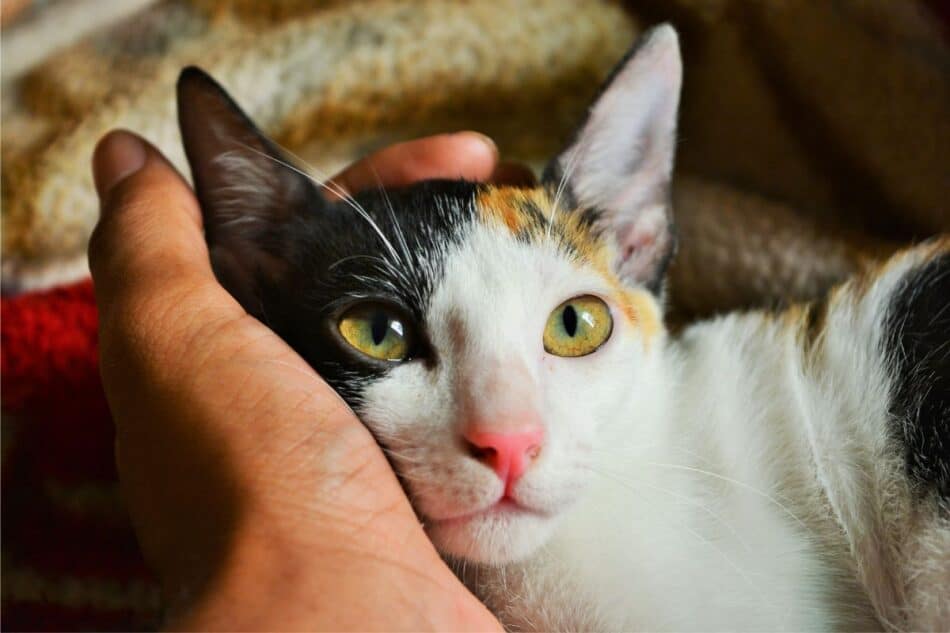 Why Cats Rub Their Head Against You – Great Cat Info