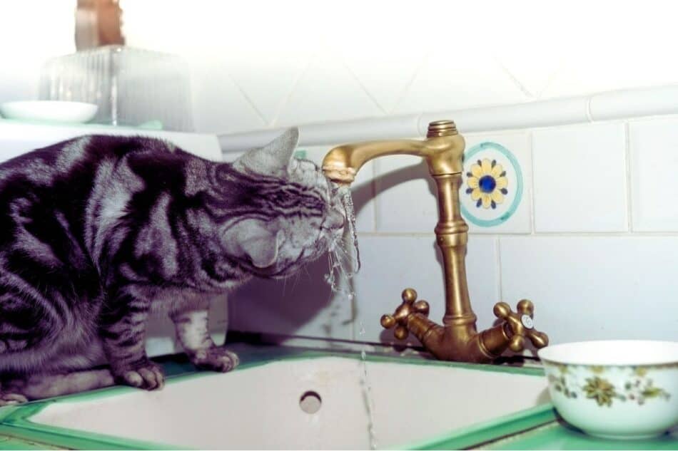 7 Tips to Choose the Right Cat Water Fountain – Great Cat Info